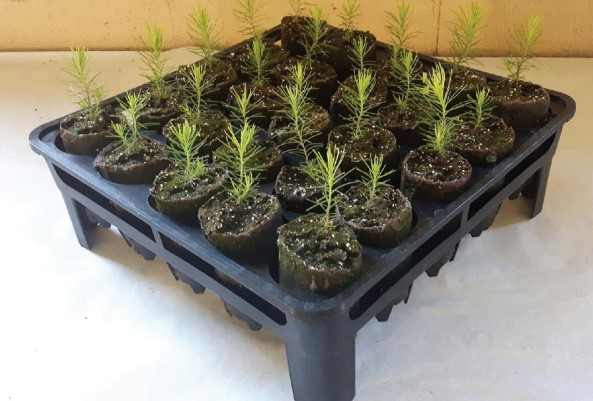 Rooting for Success with RootSmart™ - Vineland Research & Innovation Centre