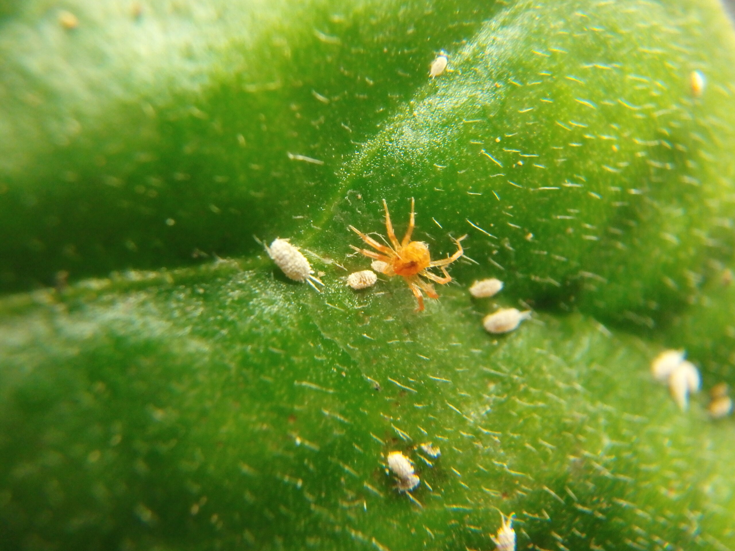 Crop Protection: Predatory Mite (Anystis Baccarum L.) - Vineland ...