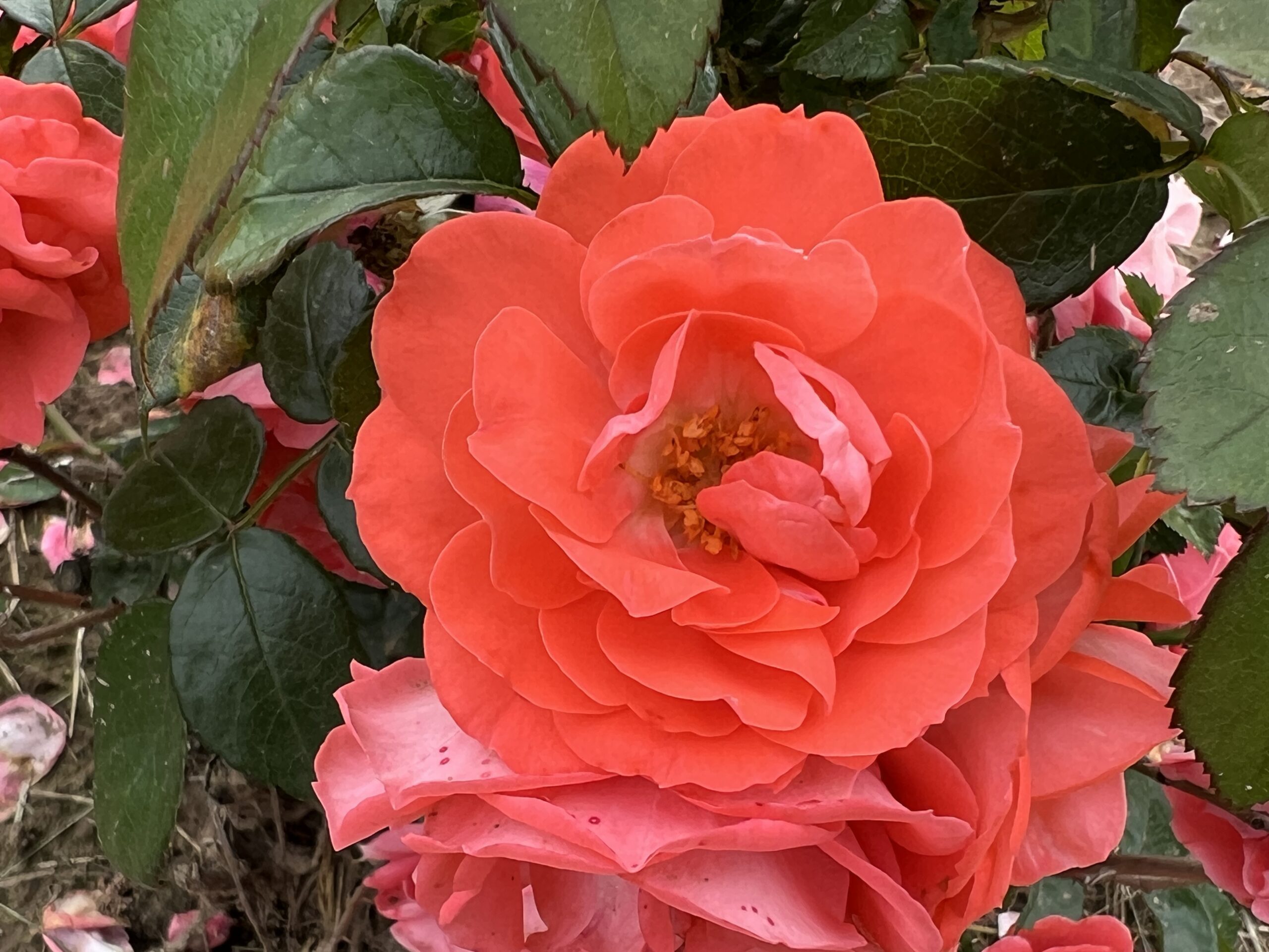 Landscape Rose: Coral Canary™ - Vineland Research & Innovation Centre