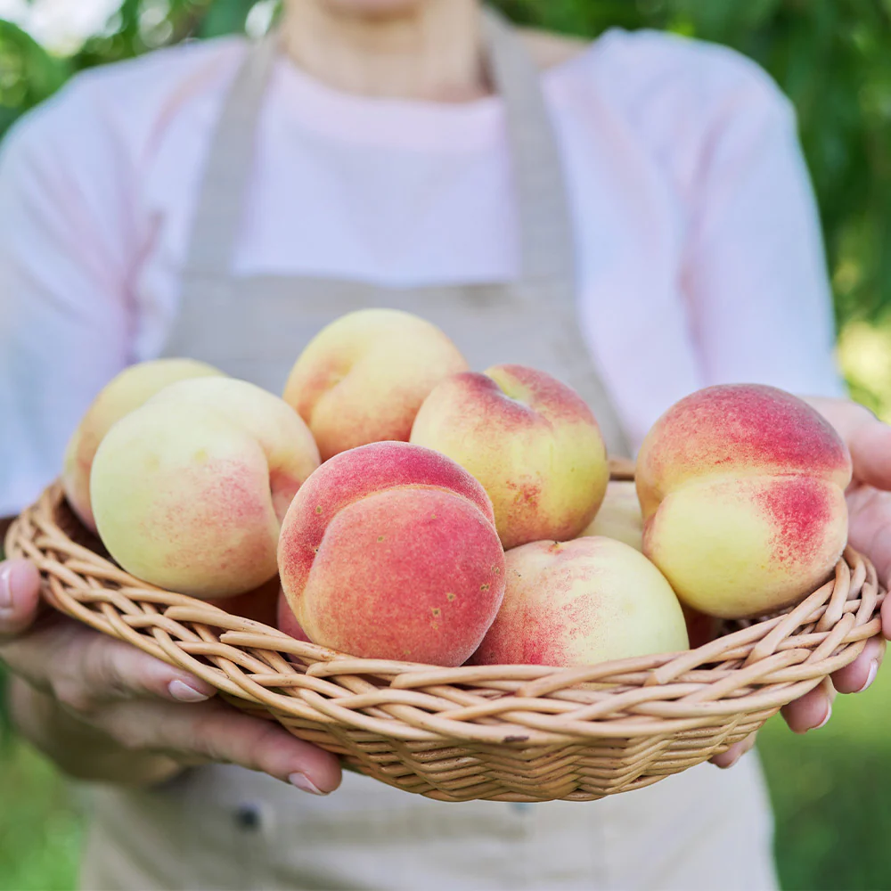 Peach: White Knight - Vineland Research & Innovation Centre
