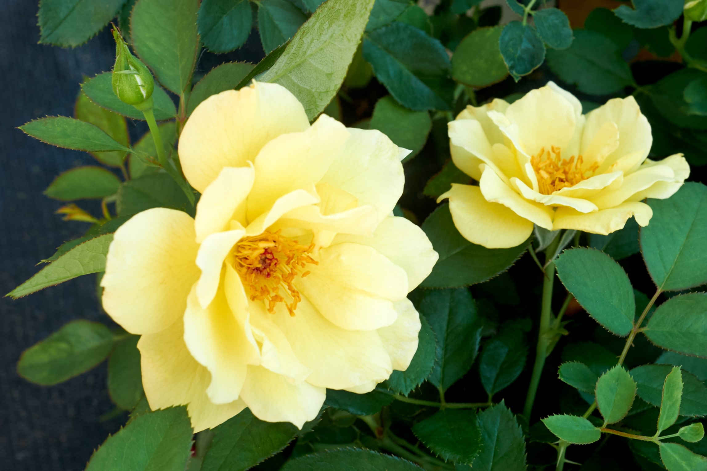 Landscape Rose: Yukon Sun® - Vineland Research & Innovation Centre